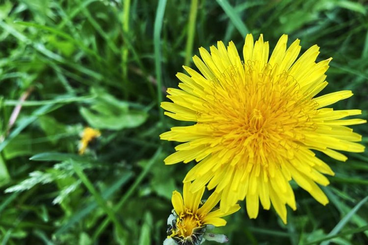 How Organic Dandelions Became My Healing Solution - FHS Lifestyle Magazine